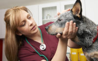 Common Emergencies in Dogs | Companion Animal Clinic