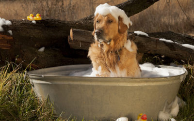Tips For Bathing Your Dog | Companion Animal Clinic